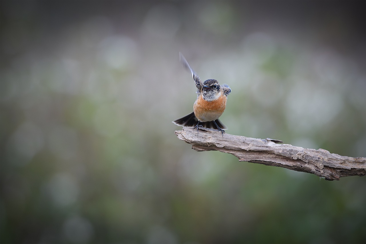 Stonechat Bird Animal - Free photo on Pixabay