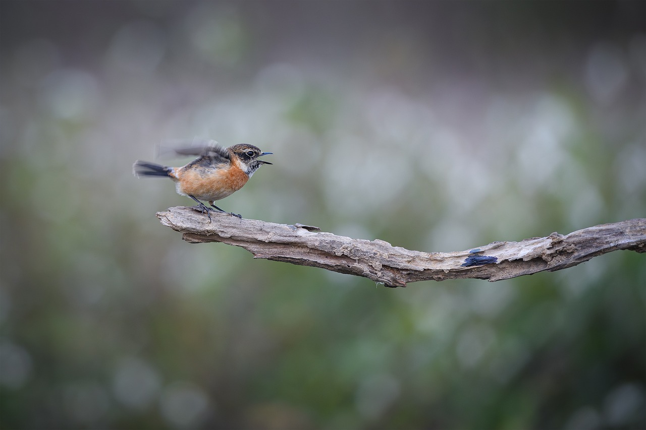 Bird Nature Wildlife - Free photo on Pixabay