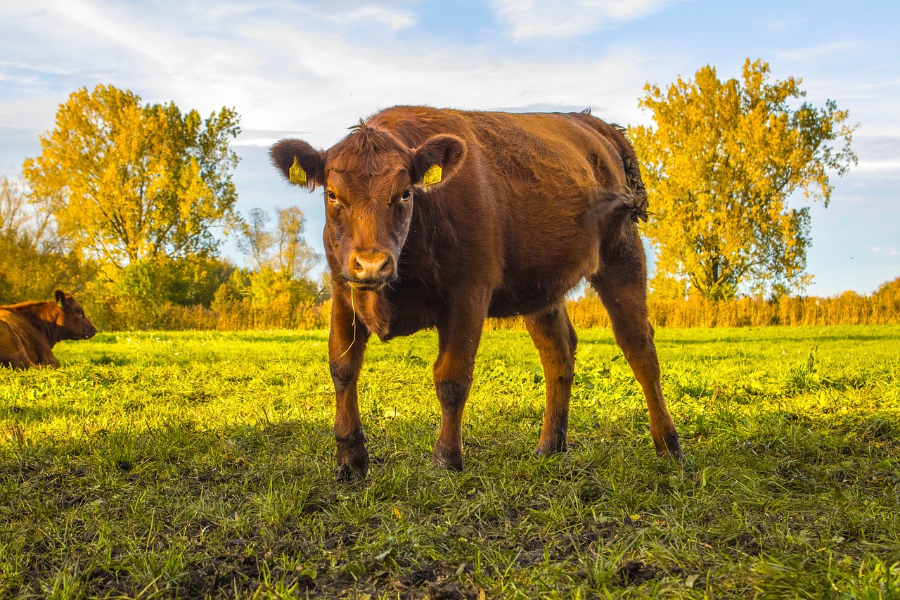 Vaca Gado Animal - Foto gratuita no Pixabay