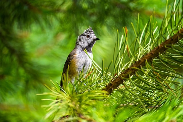 9,000+ Free Nice Tits & Blue Tit Images - Pixabay