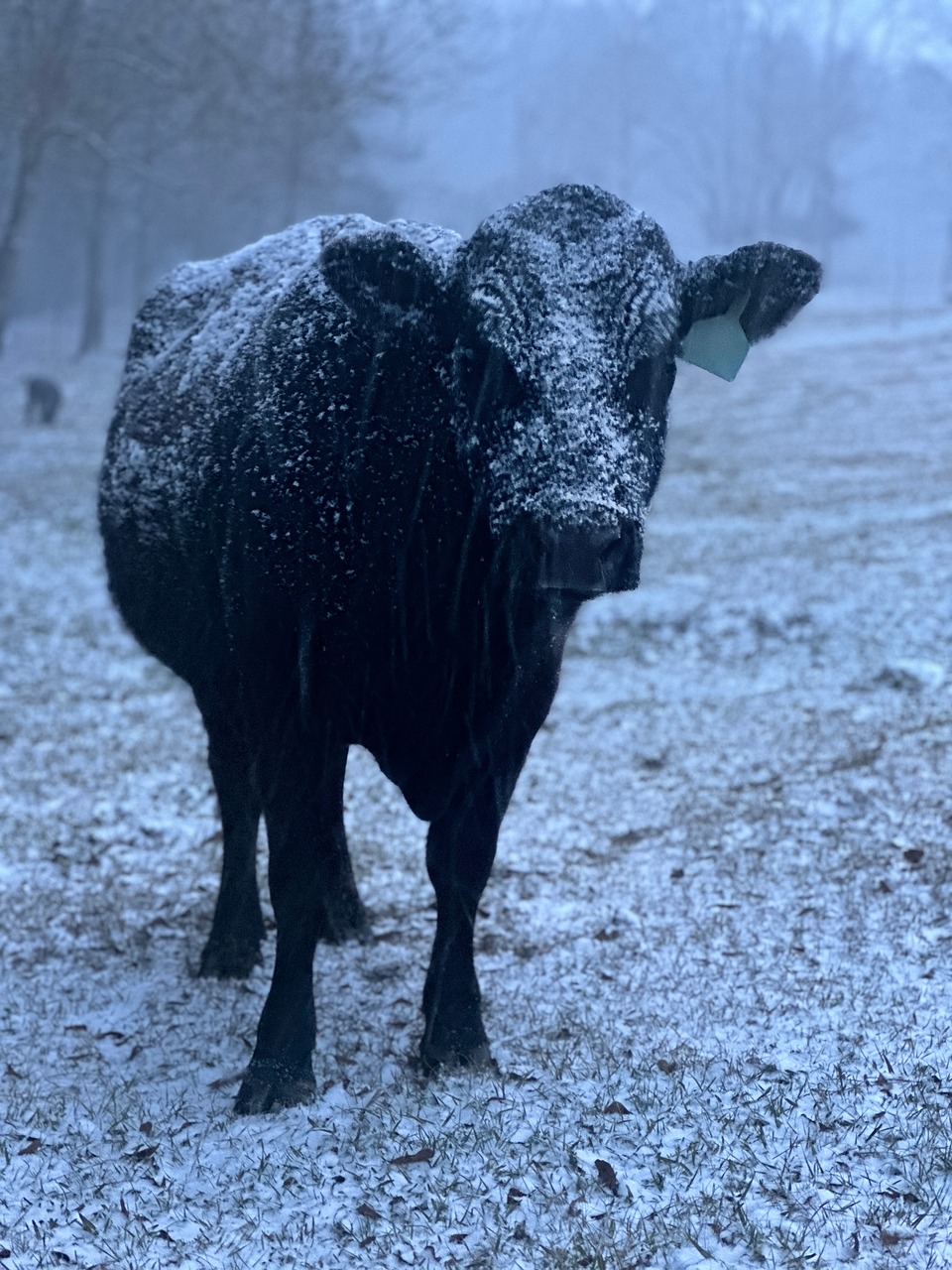 Angus Gado Vaca - Foto gratuita no Pixabay