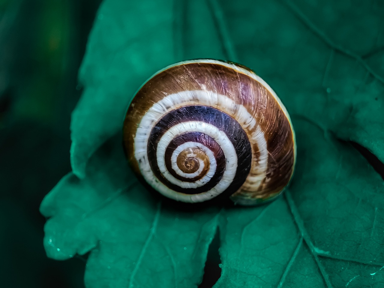 Escargot Nature - Photo gratuite sur Pixabay