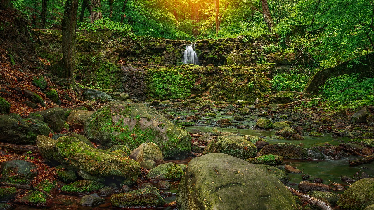 Forest Nature Trees - Free photo on Pixabay