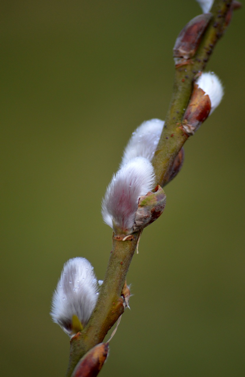 Willow Catkin Flowers Salix Caprea - Free photo on Pixabay