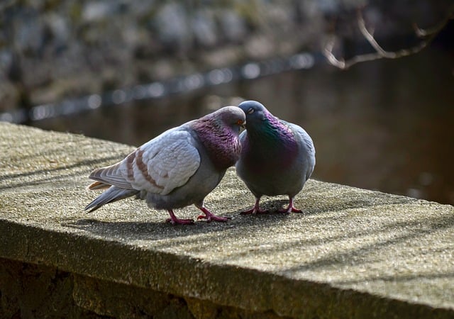Pigeons Couple - Free photo on Pixabay