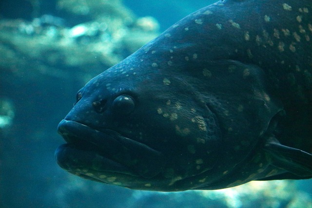 Brindle Bass Rock Cod Grouper - Free photo on Pixabay