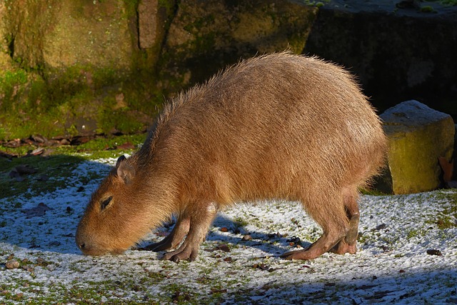 Capybara Animal Wildlife - Free photo on Pixabay