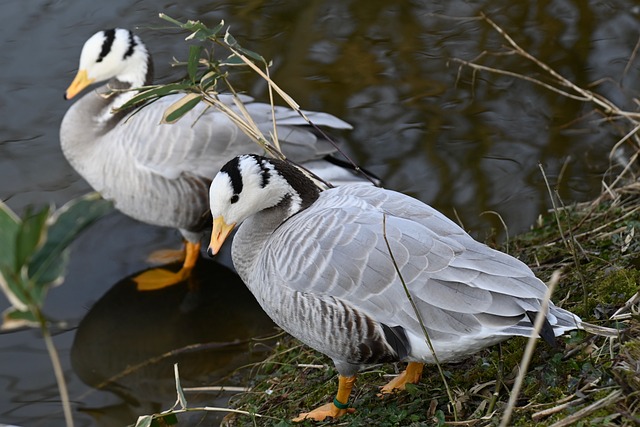 Bar-Headed Geese Birds Waterfowls - Free photo on Pixabay