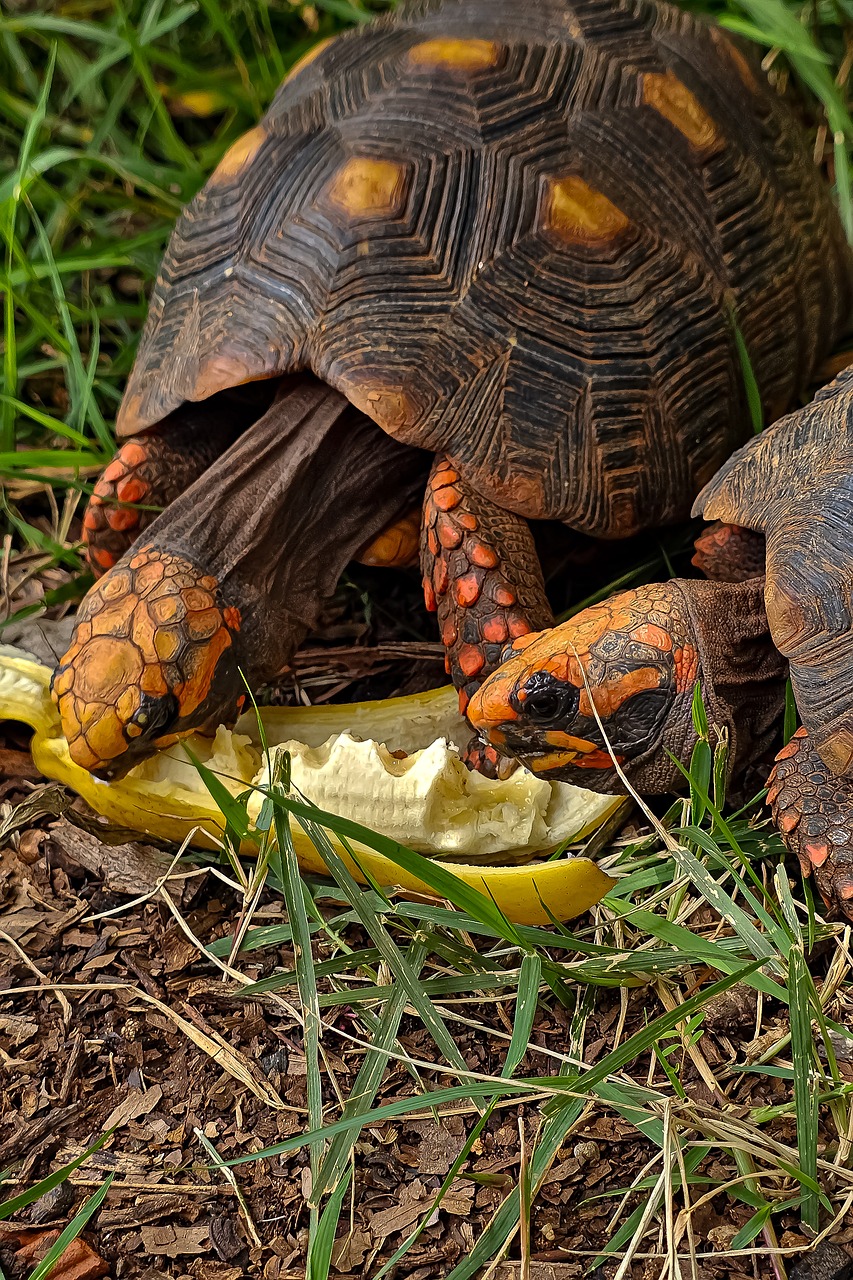 30,000+ Free Red Footed Tortoise & Tortoise Images - Pixabay