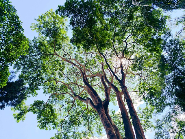 Großer Baum Hoch - Kostenloses Foto auf Pixabay