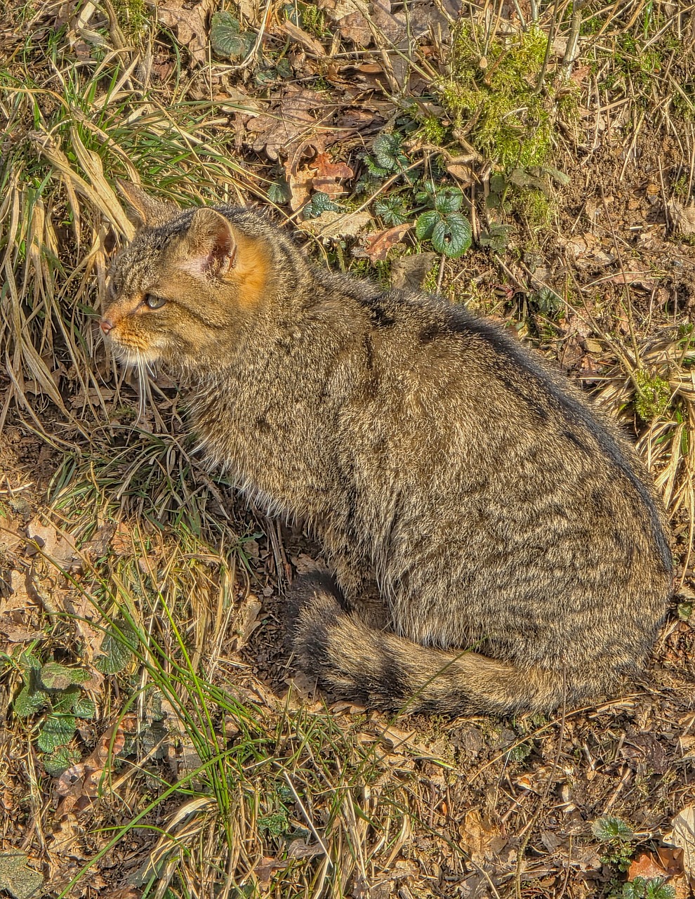Nature Animal Predator - Free photo on Pixabay