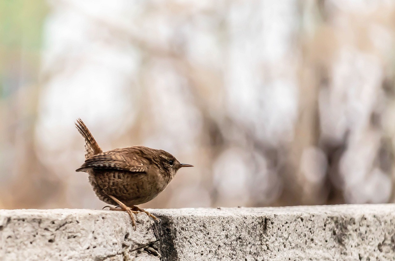 Eurasian Wren Bird - Free photo on Pixabay