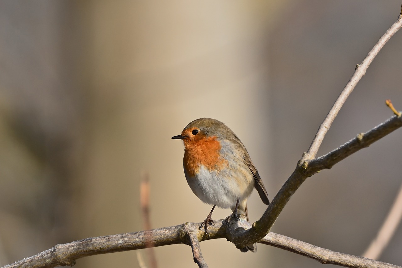 Rouge-Gorge Robin Oiseau - Photo gratuite sur Pixabay