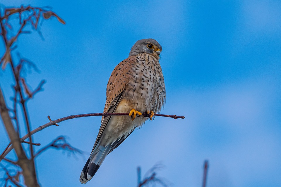 Falcon Bird Nature Of - Free photo on Pixabay