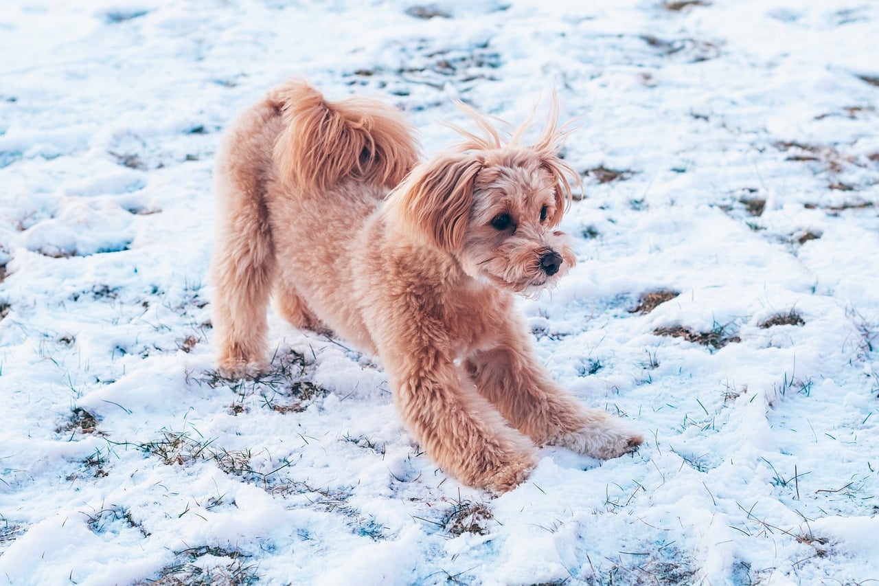 Dog Maltipoo Animal - Free photo on Pixabay