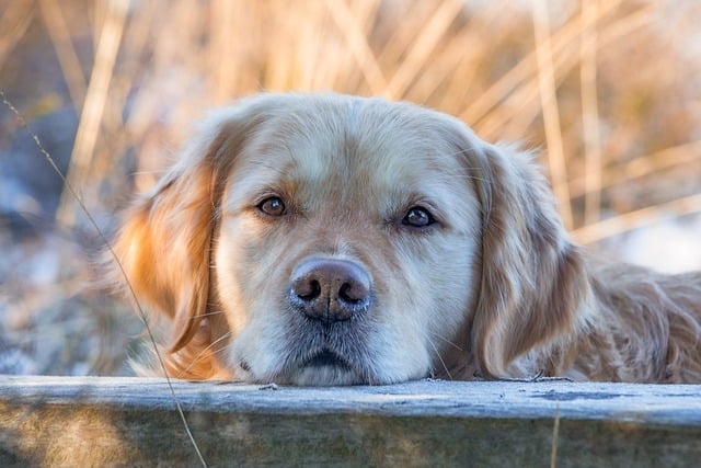 300,000+ Free Pet Animal & Pet Images - Pixabay