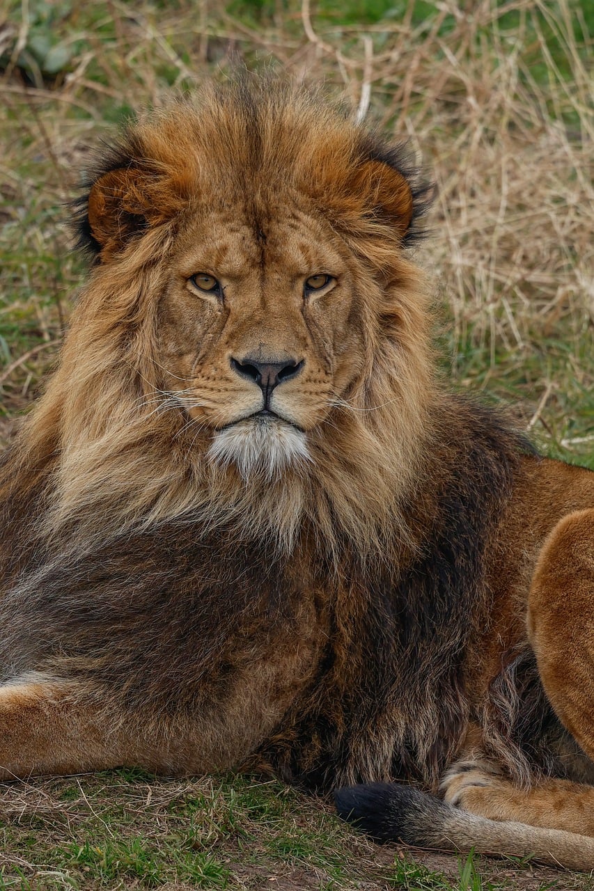 Lion Nature Animal - Free photo on Pixabay