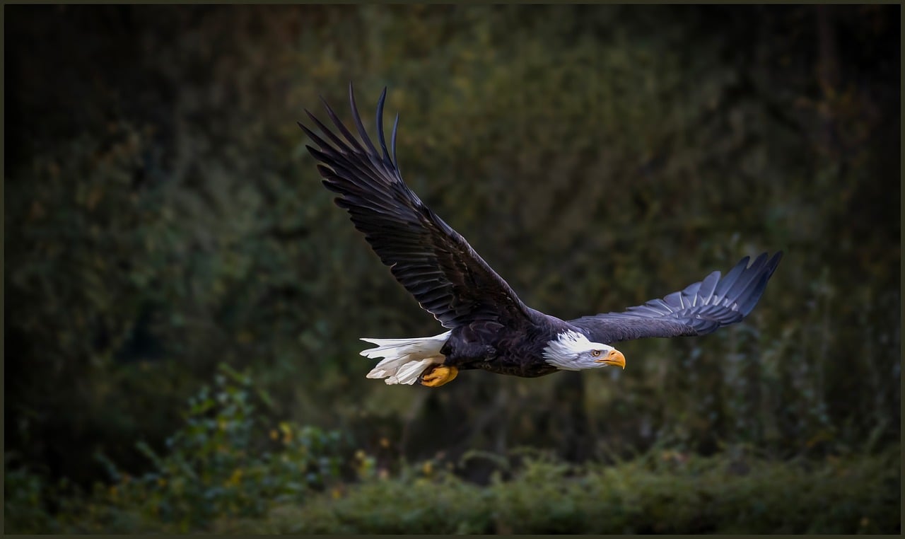 Eagle American - Free photo on Pixabay