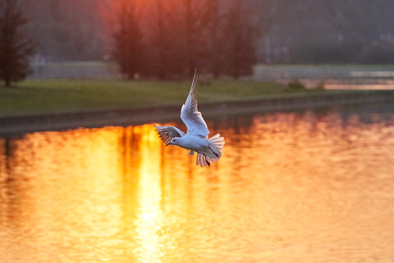 Burung Merpati Seagull - Foto gratis di Pixabay