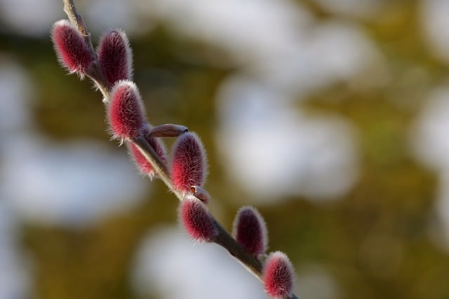 Catkins Palm Branch Pink - Free photo on Pixabay