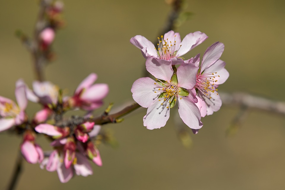 Flower Almond Blossom Flowering - Free photo on Pixabay