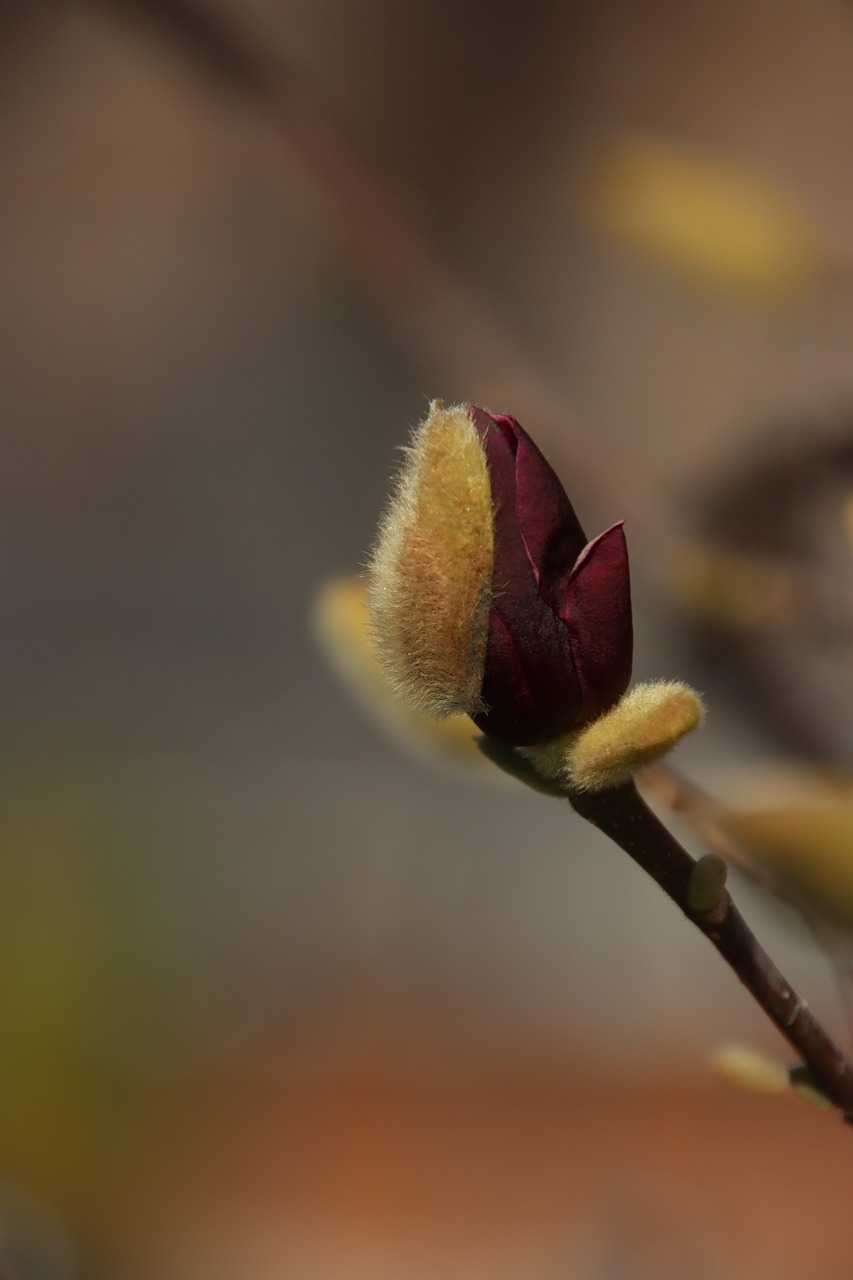 Magnolia Blossom Bloom - Free photo on Pixabay