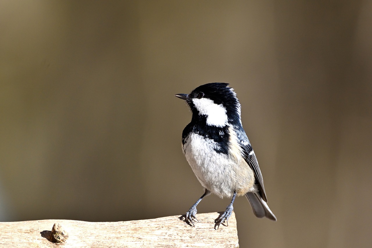 Coal Tit Bird Animal - Free photo on Pixabay