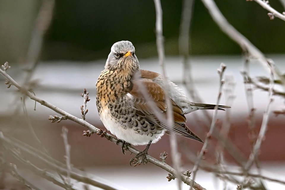 Fieldfare Bird - Free photo on Pixabay
