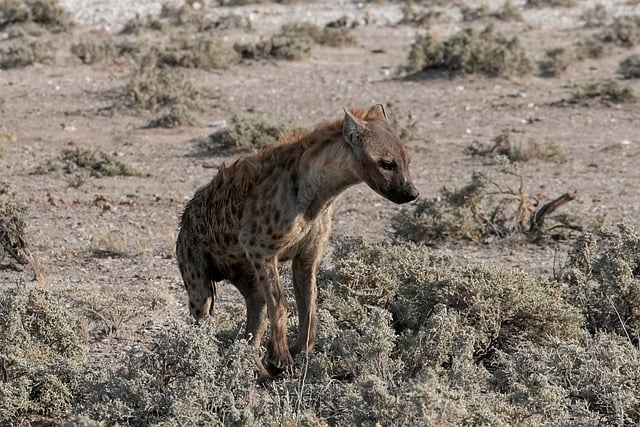 Hyena Animal Predator - Free photo on Pixabay