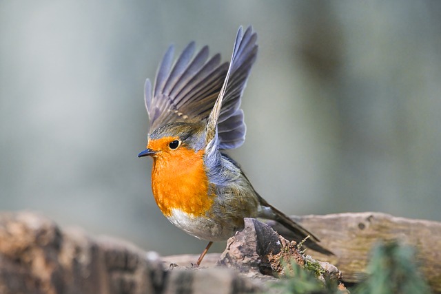 European Robin Bird - Free photo on Pixabay
