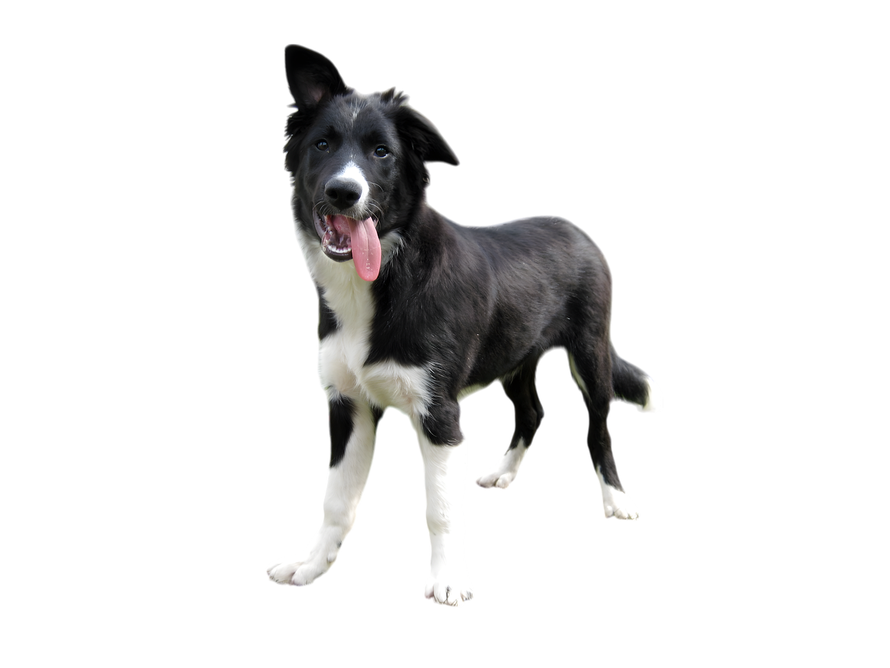 Hund Border Collie Haustier - Kostenloses Foto auf Pixabay