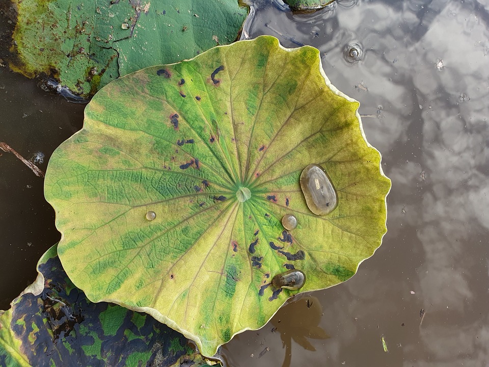 Pond Nature Lotus Leaf Free To - Free photo on Pixabay