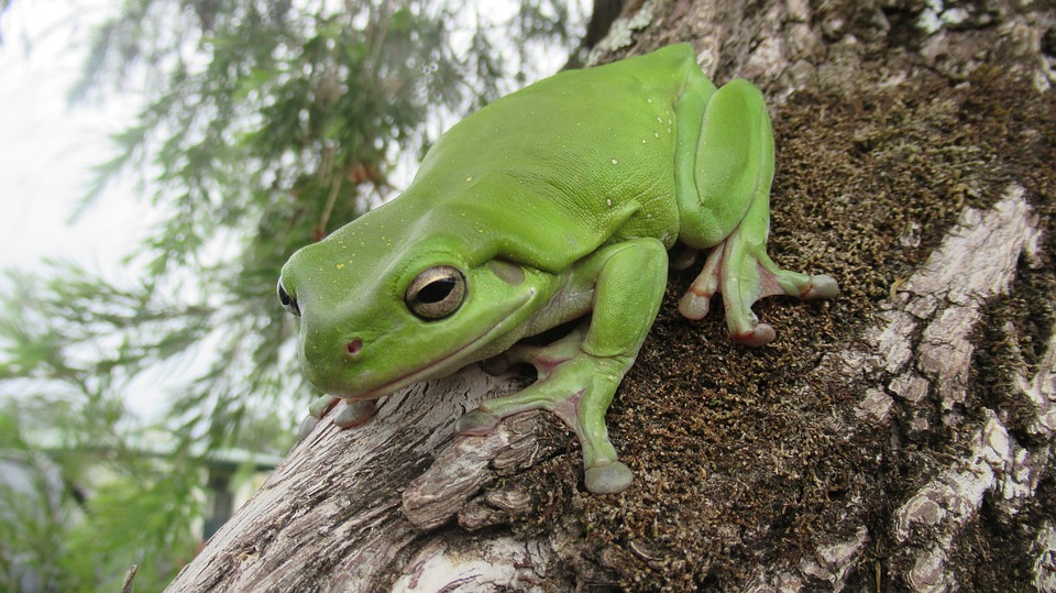 Frog Amphibian Animal Green - Free photo on Pixabay
