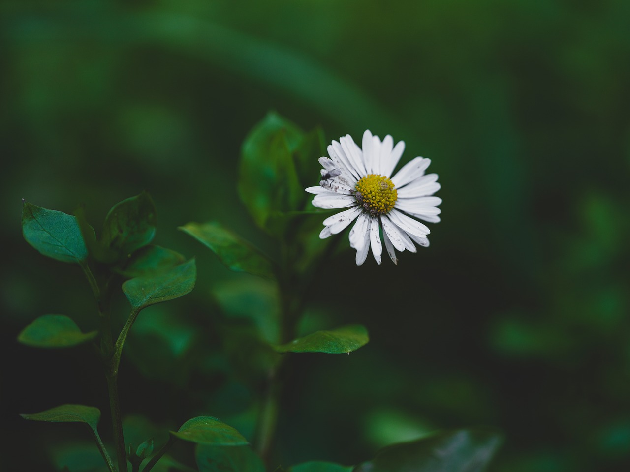 Daisy Flower Plant - Free photo on Pixabay