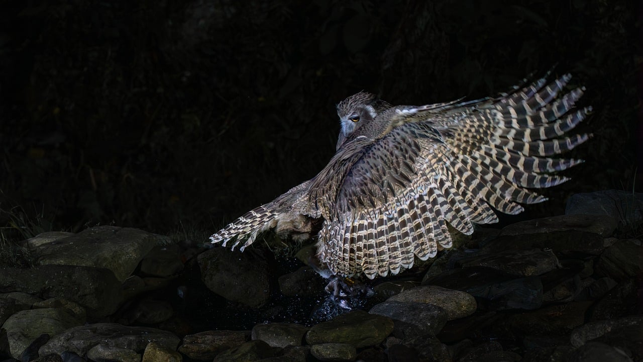 20,000+ Free Blakiston Риба Сови & Owls Images - Pixabay