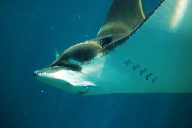 Aetomylaeus Bovinus Bull Ray Fish - Free photo on Pixabay