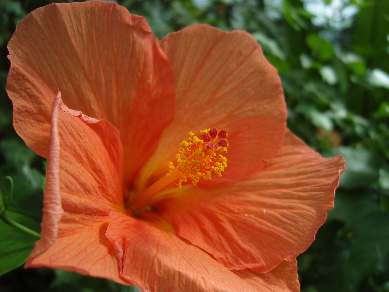 Hibisco Vermelho Natureza - Foto gratuita no Pixabay