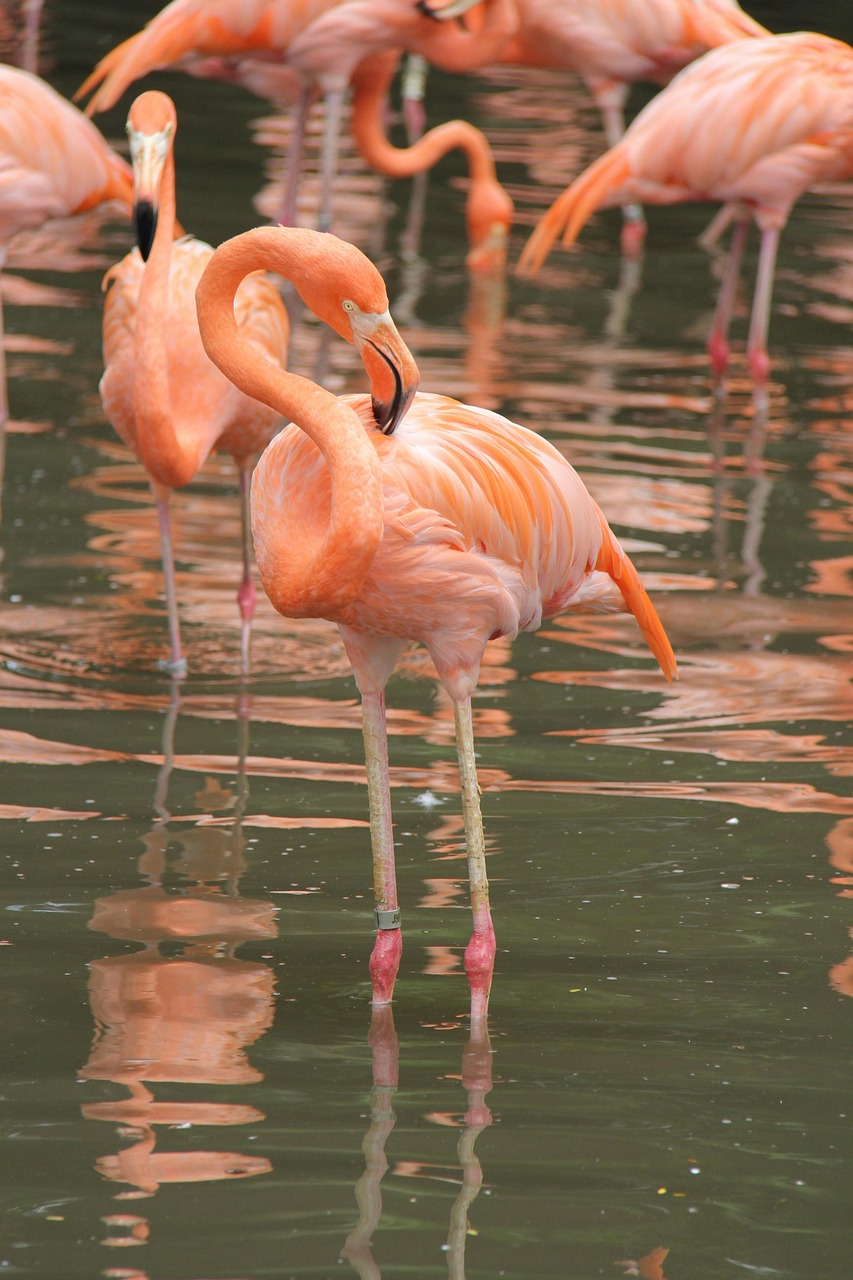 Flamingo Bird Animal - Free photo on Pixabay