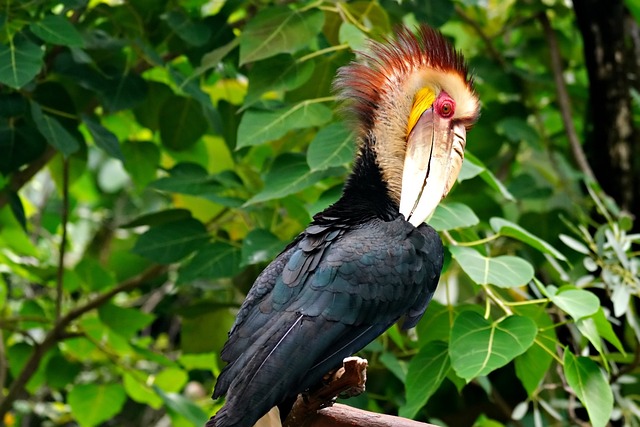 Bird Raptor Animal - Free photo on Pixabay