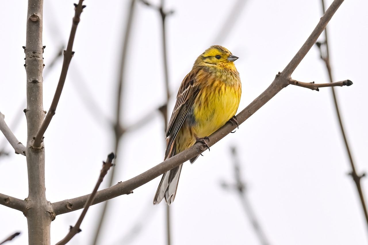 Bunting Bird Animal - Free photo on Pixabay