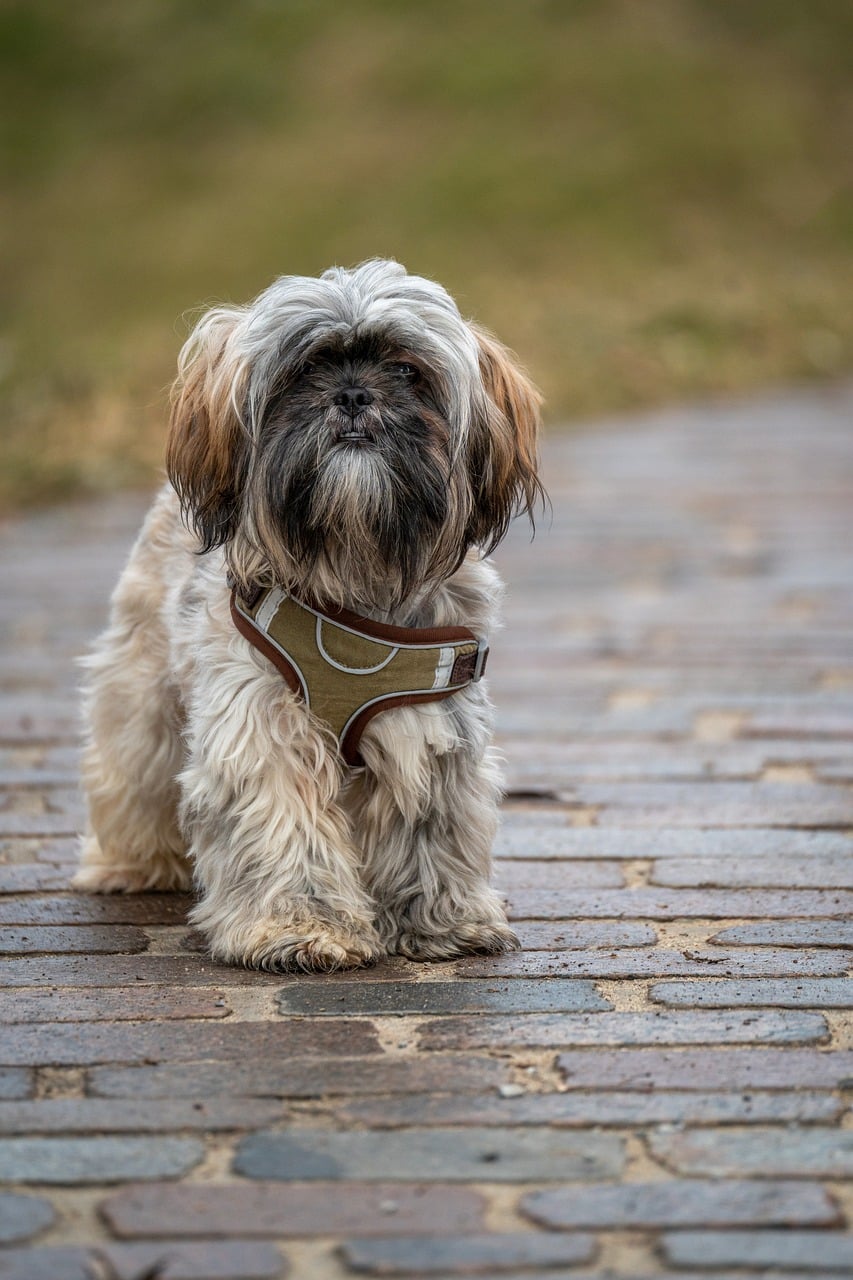 Shih Tzu Dog Animal - Free photo on Pixabay