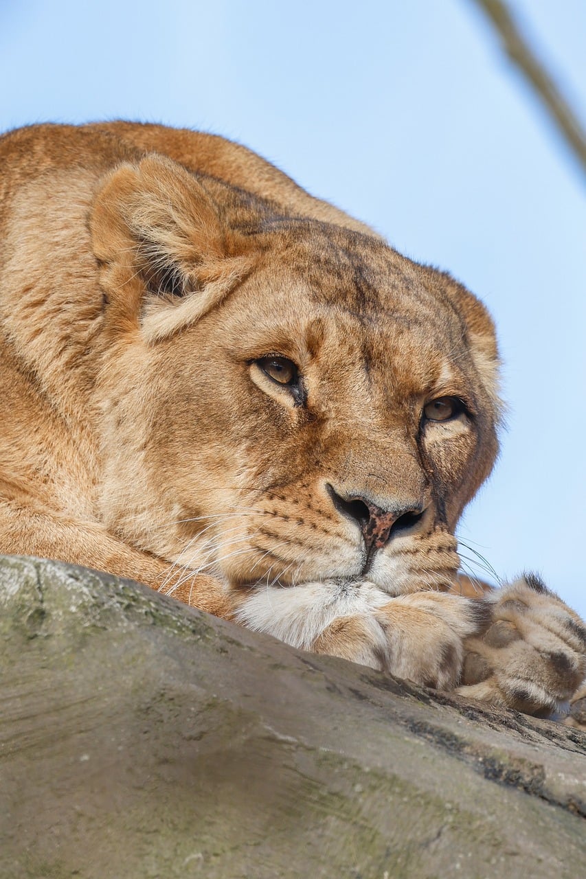 Lion Big Cat Animal - Free photo on Pixabay
