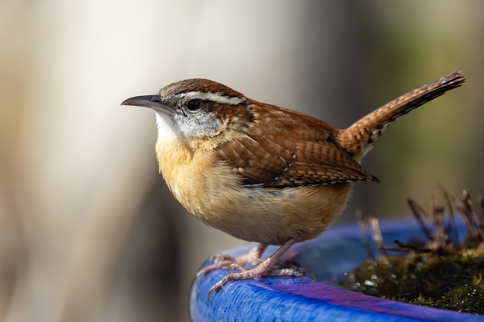 Carolina Wren Bird - Free photo on Pixabay