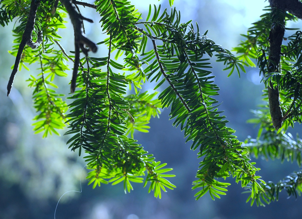 Sprig Iglak - Free photo on Pixabay