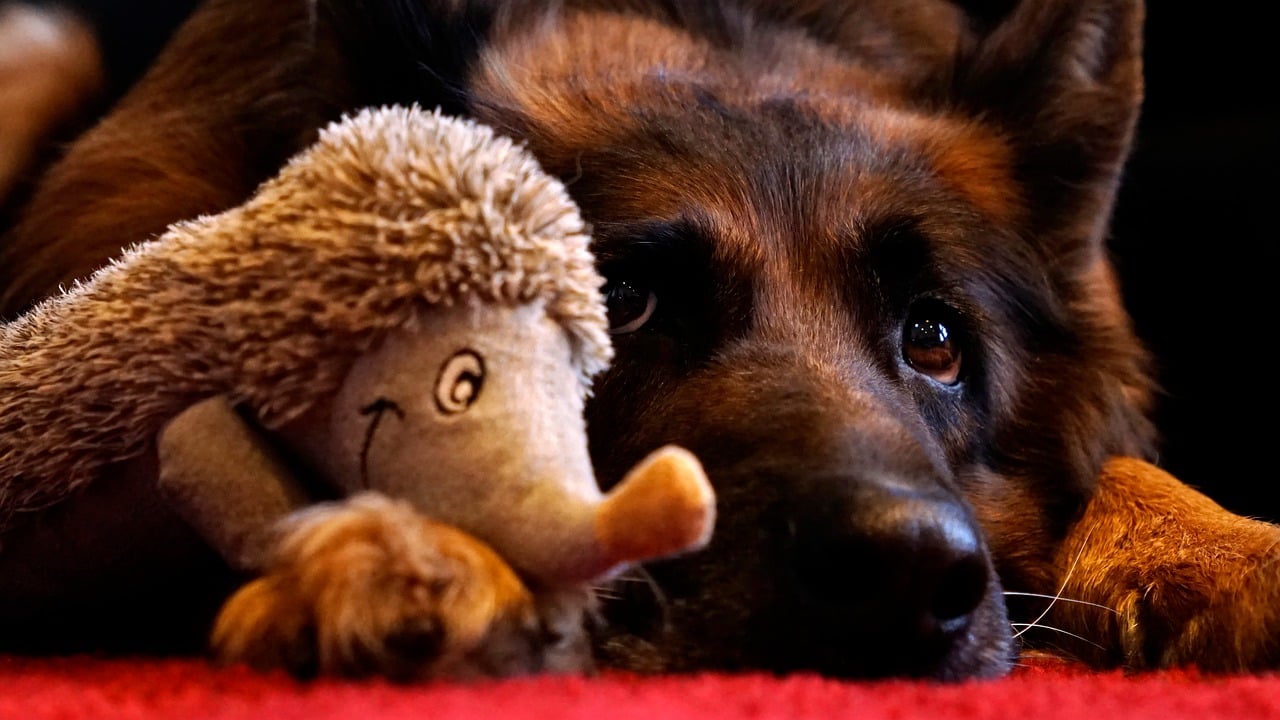 Shepherd Dog German - Free photo on Pixabay