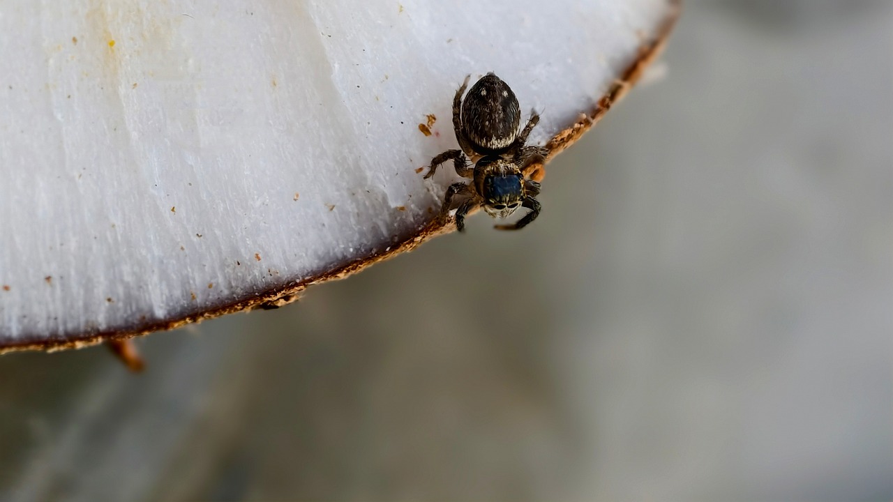 Insect Bug Spider - Free photo on Pixabay