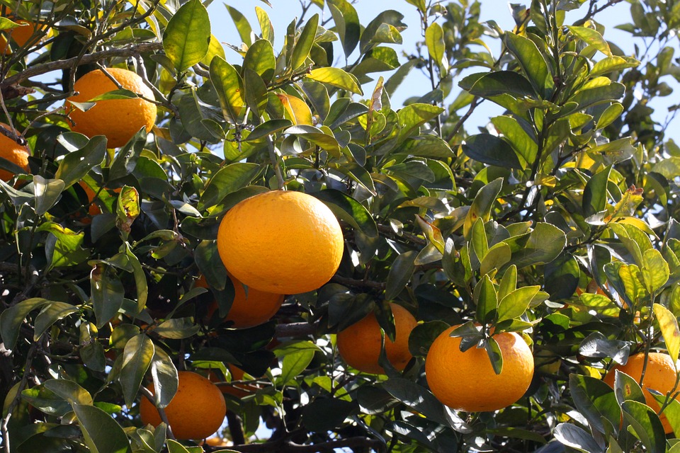 Hassaku Orange Japan Fruit - Free photo on Pixabay