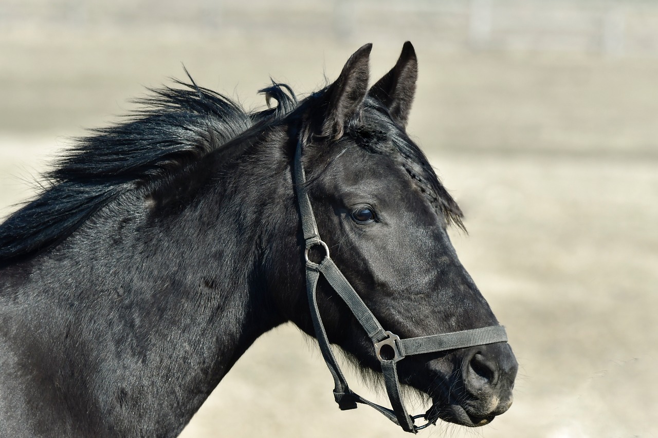 Caballo Perfil Grosella Negra - Foto gratis en Pixabay