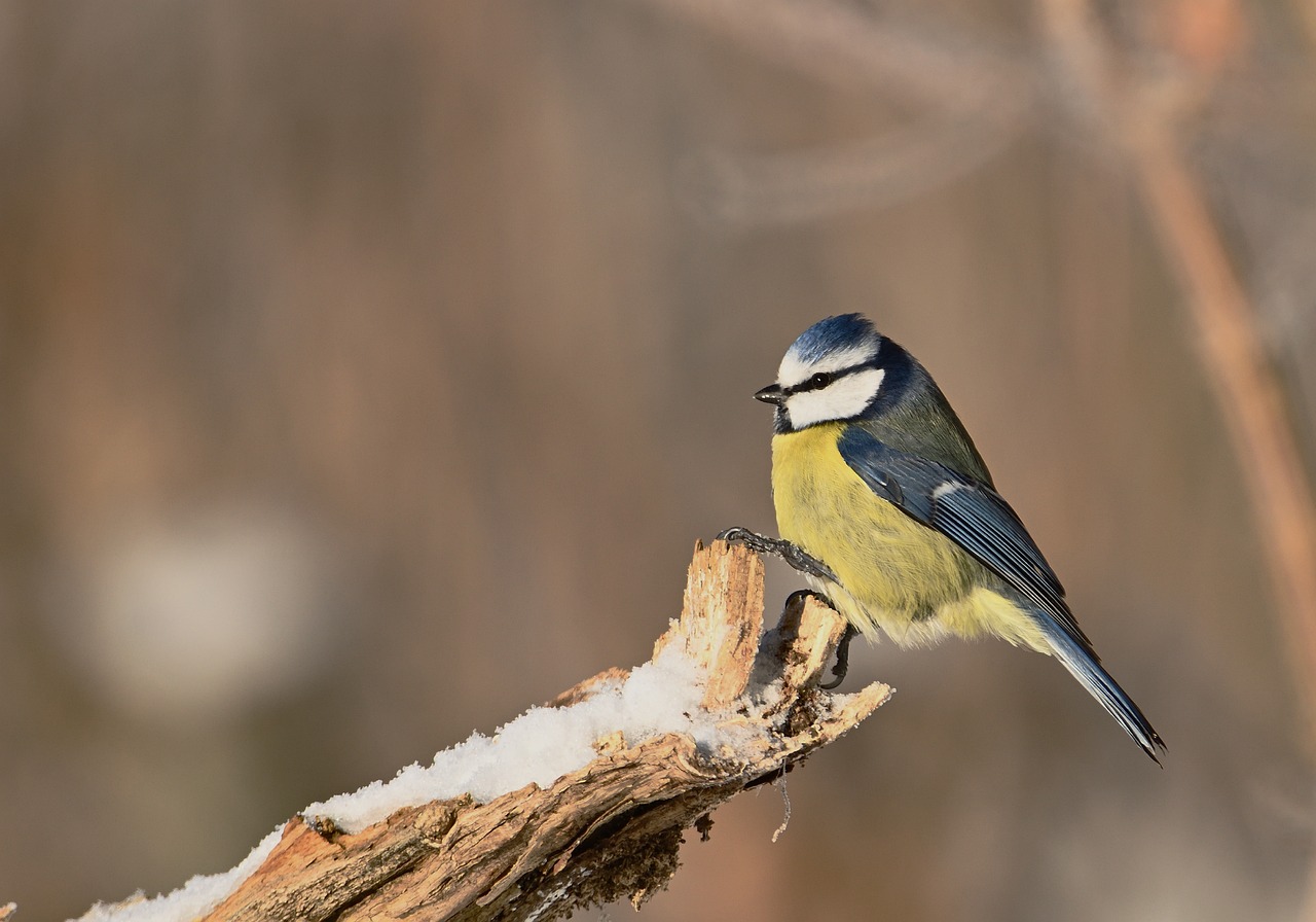 Blue Tit Bird Snow - Free photo on Pixabay