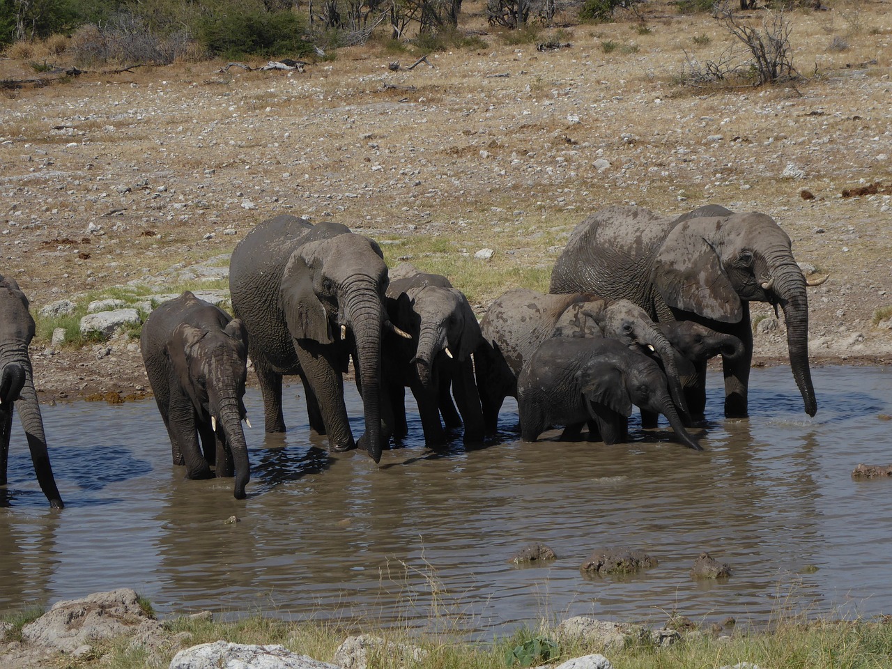 Elephant Nature - Free photo on Pixabay